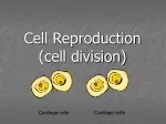 PPT - 10.1 Cell Growth, Division, and Reproduction PowerPoint ...