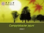PPT - Campylobacter PowerPoint Presentation, free download - ID:9362972