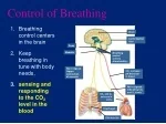 PPT - PHYSIOLOGY OF CONTROL OF BREATHING PowerPoint Presentation, free ...