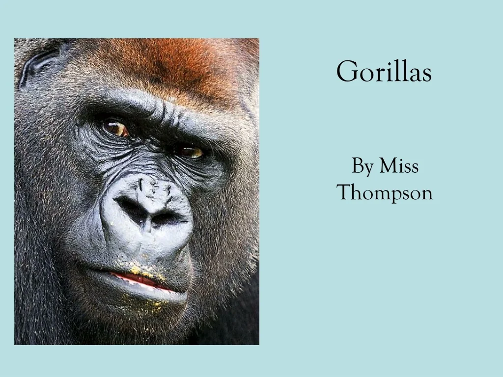 PPT - Exploring the World of Gorillas PowerPoint Presentation, free ...