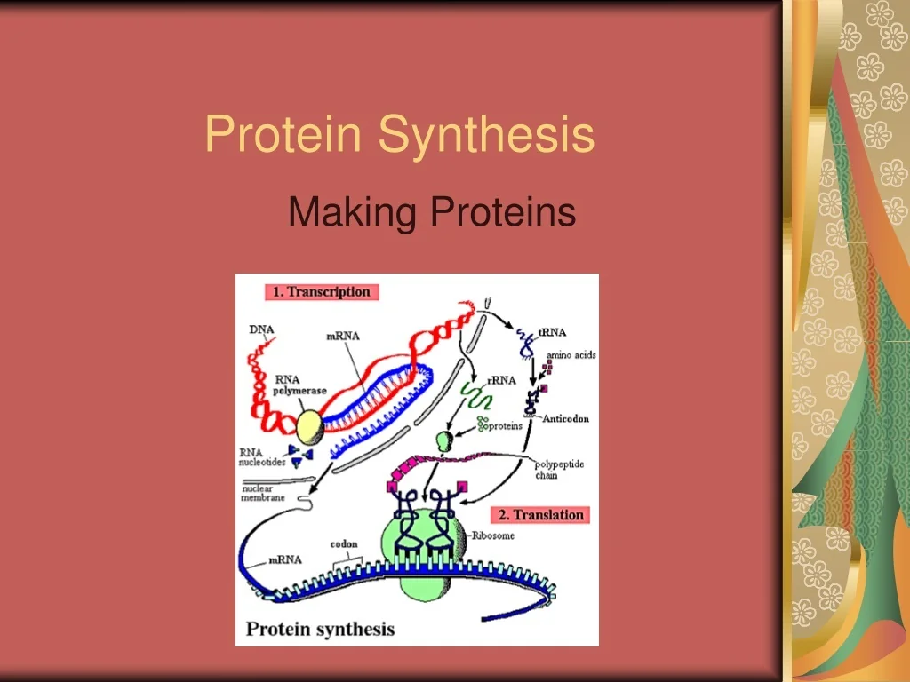 PPT - Protein Synthesis PowerPoint Presentation, free download - ID:9660415