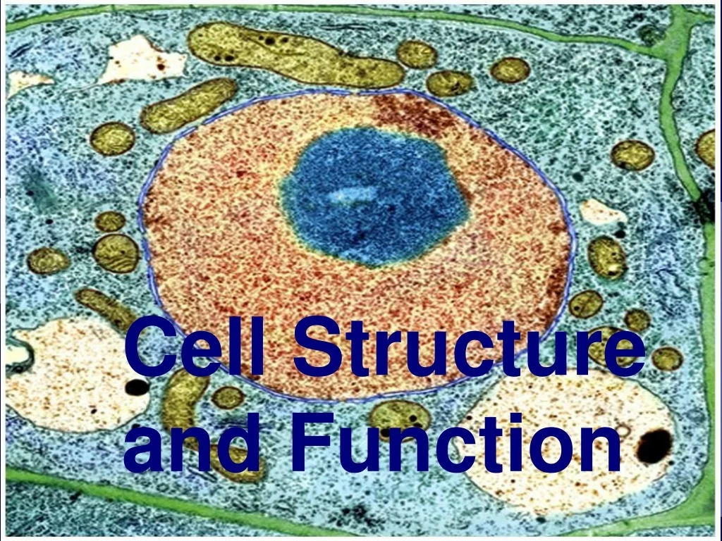 PPT - Exploring Cell Structure and Function: Key Concepts and ...