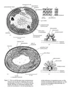 PPT - PROTISTS EUGLENA, AMOEBA, PARAMECIUM, VOLVOX PowerPoint ...