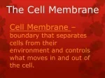 PPT - The Cell Membrane PowerPoint Presentation, free download - ID:7068362