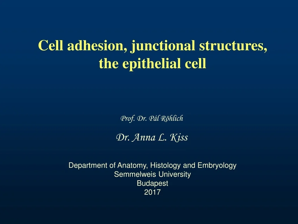 PPT - Cell Adhesion and Junctional Structures in Epithelial Cells ...