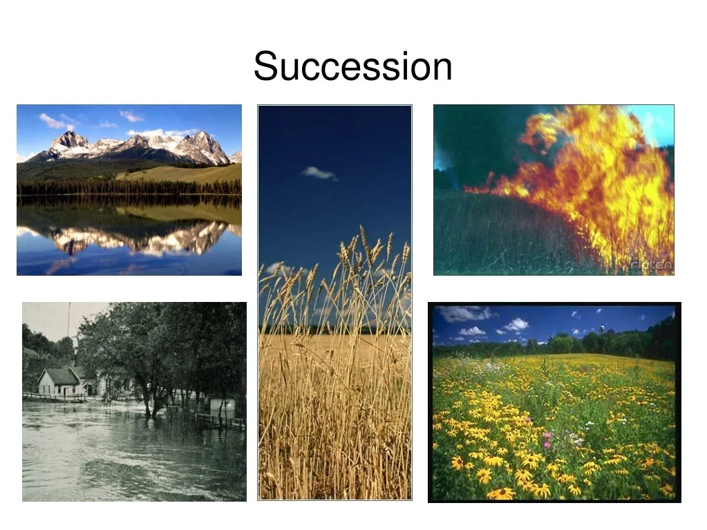 PPT - Ecological Succession in Communities: Pioneer to Climax ...