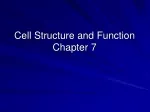 PPT - Chapter 4 Section 2 Cell Structure and Function PowerPoint Presentation - ID:5969369