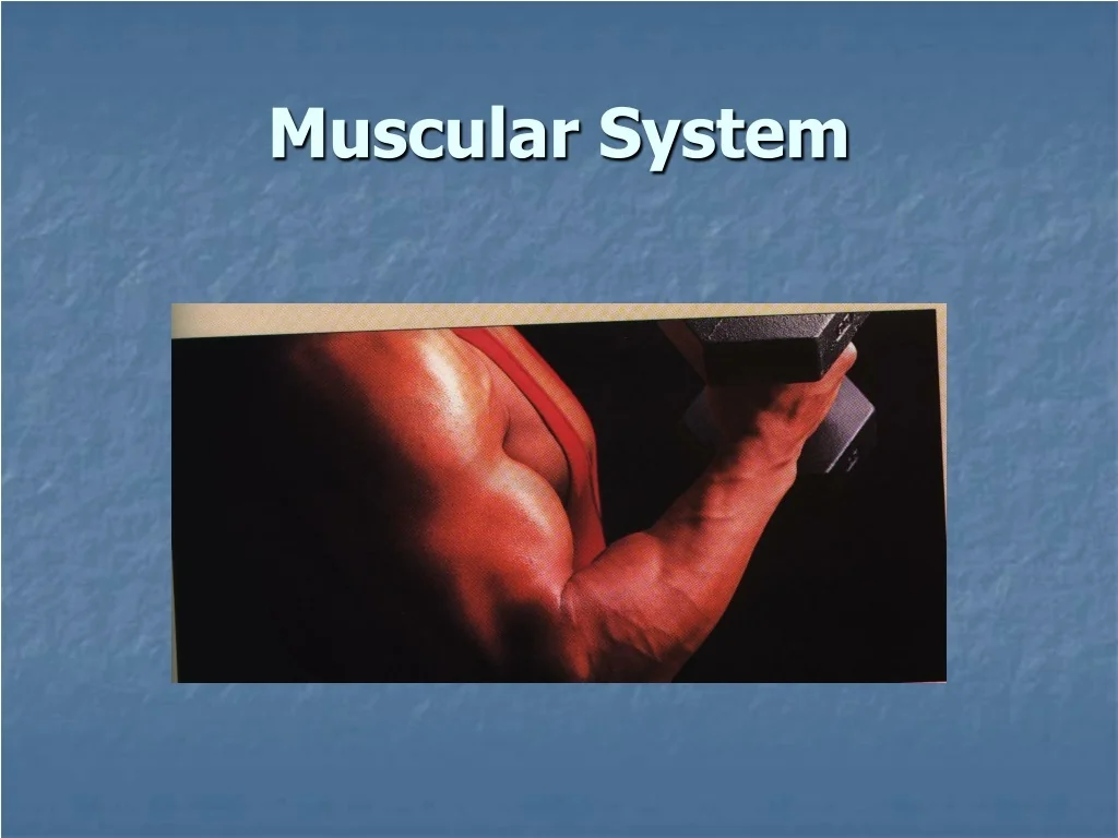 PPT - Muscular System: Types, Structure, and Functions PowerPoint ...