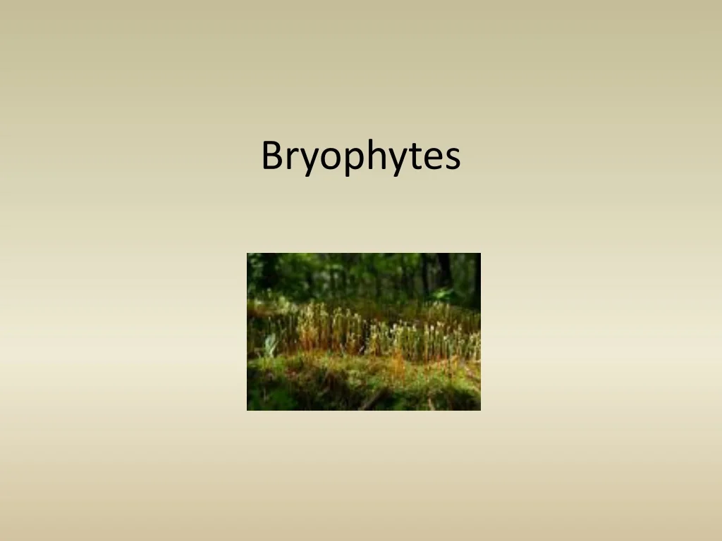 PPT - Bryophytes PowerPoint Presentation, free download - ID:9676077