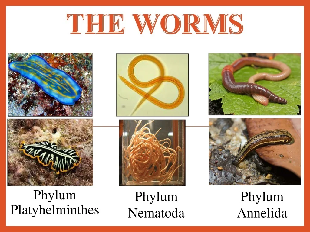 PPT - Exploring Flatworms and Roundworms: Characteristics, Structures ...