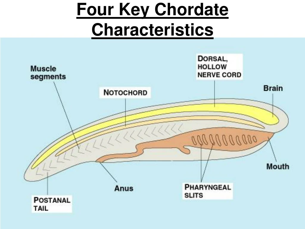 PPT - Evolution of Chordates and Vertebrates: A Comprehensive Overview ...