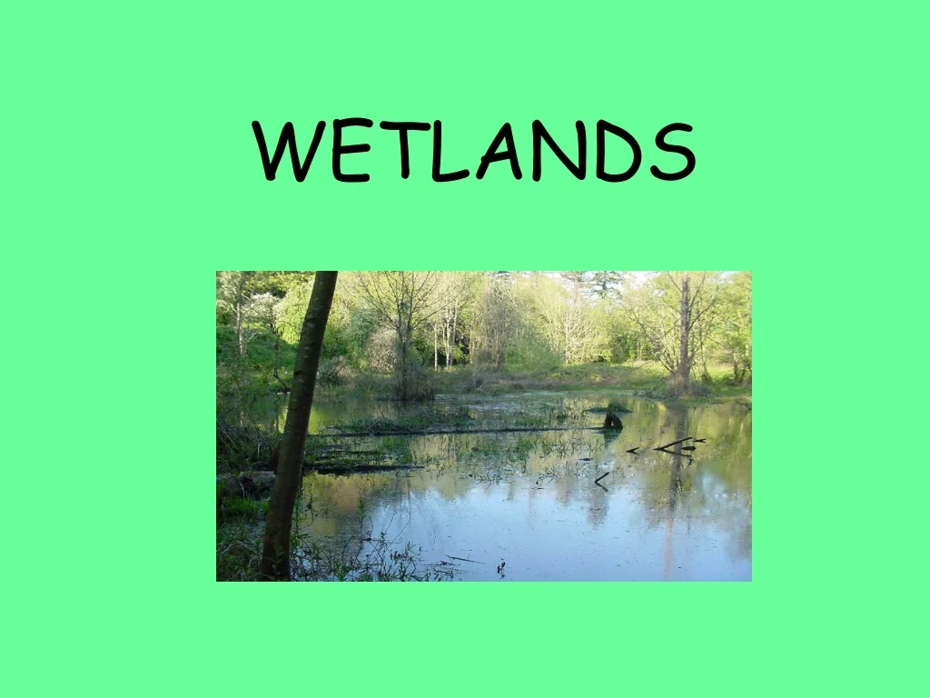 PPT - WETLANDS PowerPoint Presentation, free download - ID:9678261
