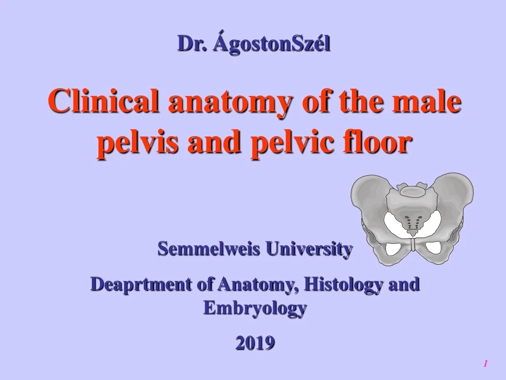 PPT - Clinical anatomy of the male pelvis and pelvic floor PowerPoint ...
