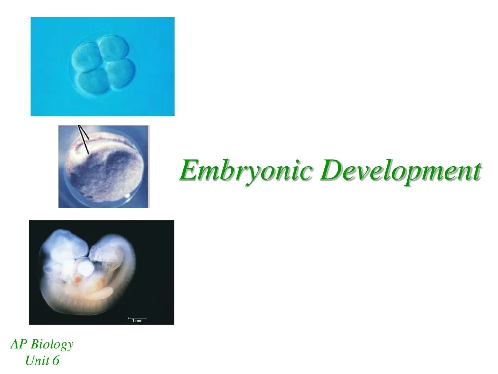 PPT - Embryonic Development PowerPoint Presentation, free download - ID ...