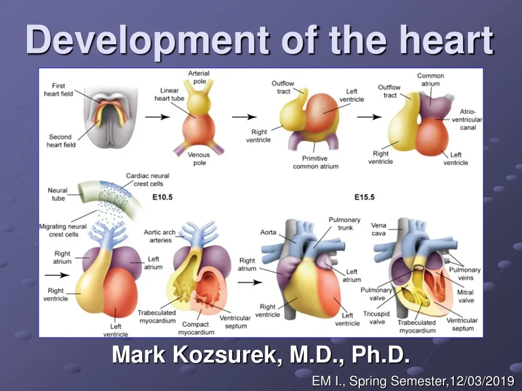 PPT - The Fascinating Development of the Heart: From Primordium to ...
