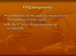 PPT - Organogenesis Part 2 PowerPoint Presentation, free download - ID ...