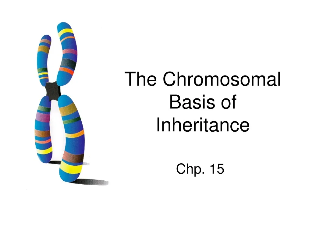 PPT - Chromosomal Basis of Inheritance and Gene Linkage | Understanding Mendel's Laws and Sex ...