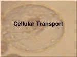 PPT - Cellular Transport PowerPoint Presentation, free download - ID:62066