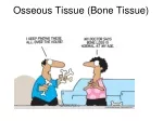 PPT - Osseous Tissue and Bone Structure PowerPoint Presentation, free ...
