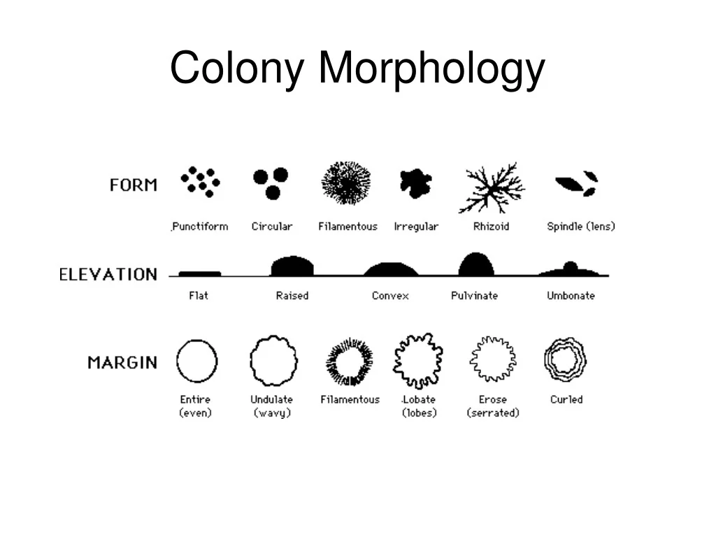 PPT - Bacterial Colony Morphology: Identification and Characteristics ...