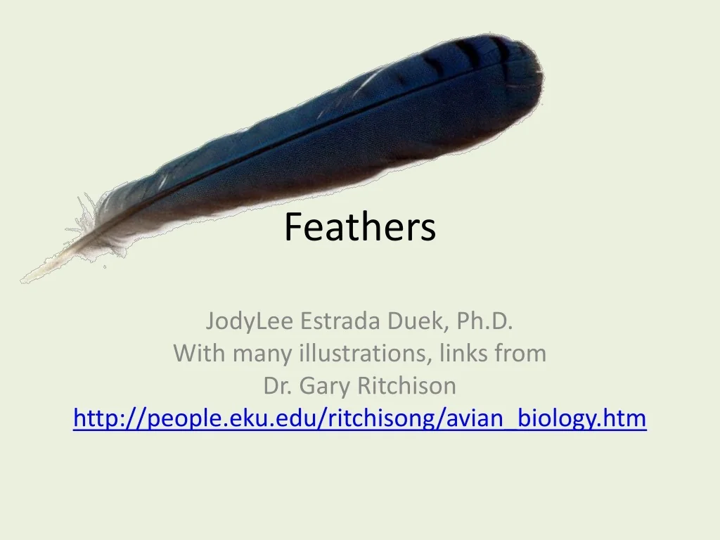 PPT - Feathers: Essential Characteristics and Evolution in Birds ...
