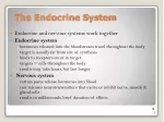 PPT - The Endocrine System PowerPoint Presentation, free download - ID ...