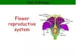 PPT - Reproductive shoot (flower) PowerPoint Presentation, free ...