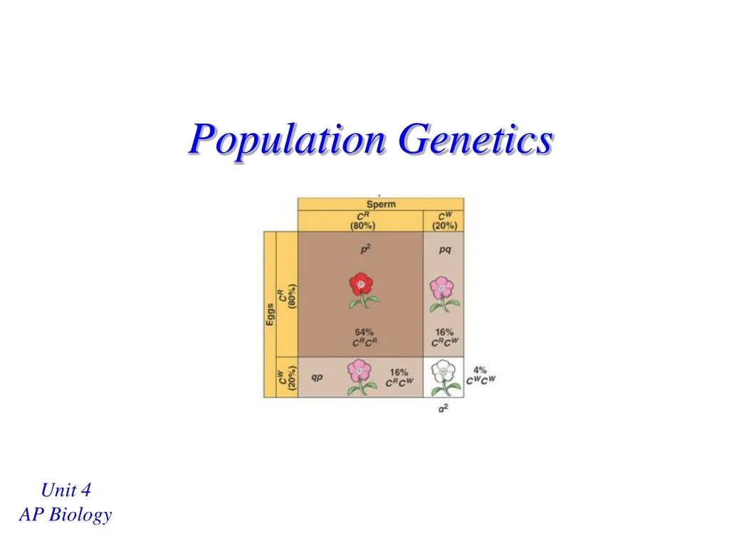 PPT - Population Genetics PowerPoint Presentation, free download - ID ...