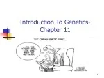 PPT - Chapter 11 Introduction to Genetics PowerPoint Presentation, free ...