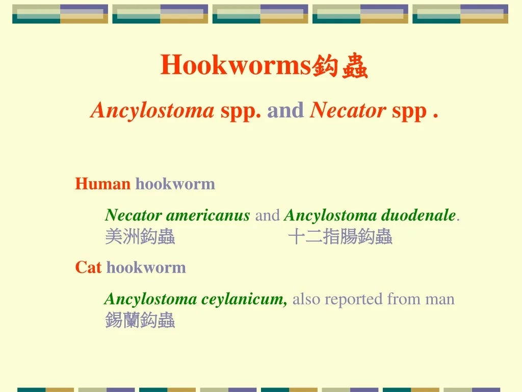 PPT - Human hookworm Necator americanus and Ancylostoma duodenale ...
