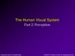 PPT - The visual system PowerPoint Presentation, free download - ID:348877