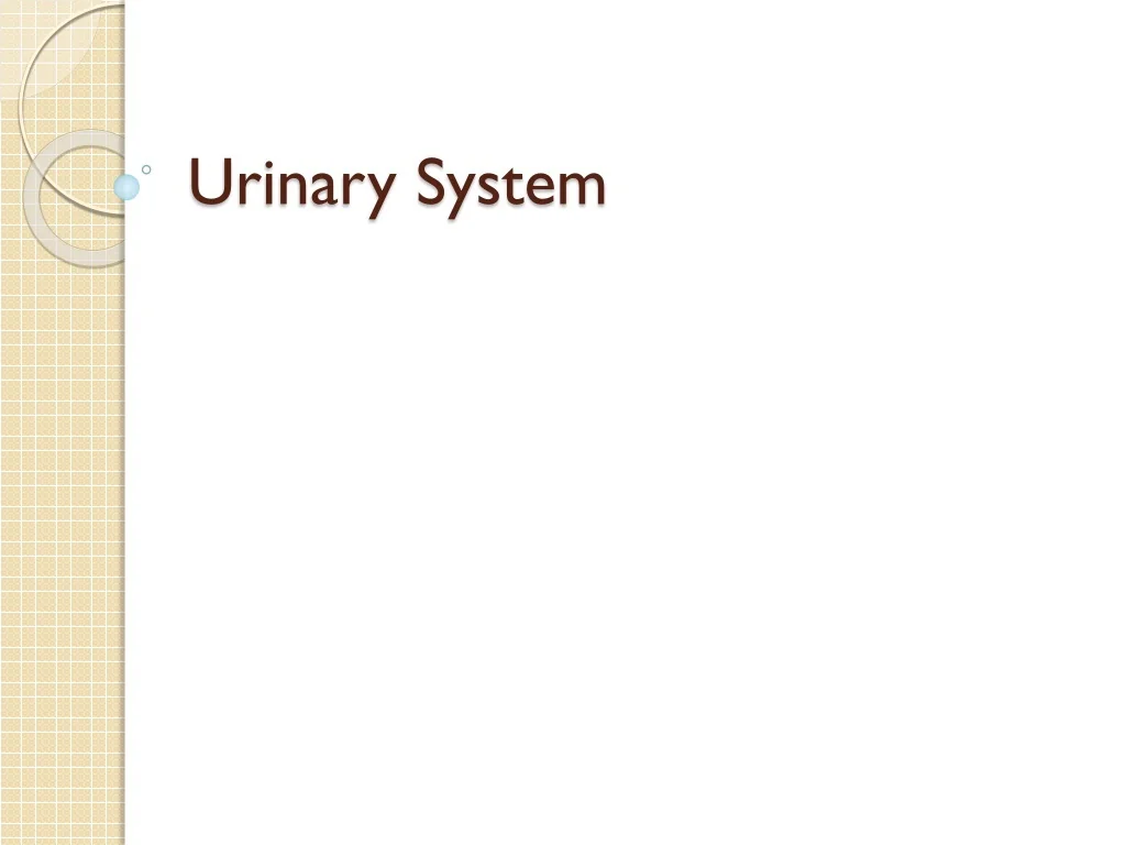 PPT - Urinary System PowerPoint Presentation, free download - ID:9703720