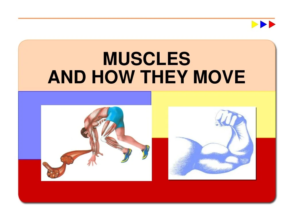 PPT - How Muscles Move and Function PowerPoint Presentation, free ...