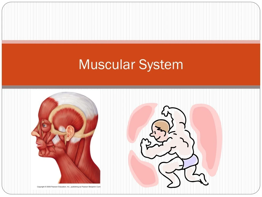 PPT - Muscular System PowerPoint Presentation, free download - ID:9709836