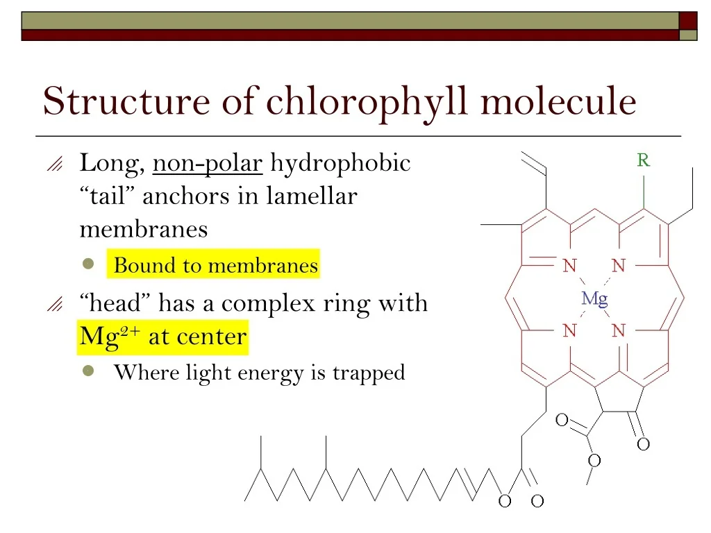 PPT - Structure of chlorophyll molecule PowerPoint Presentation, free ...