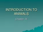 PPT - Introduction to Animals PowerPoint Presentation, free download ...