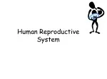 PPT - Human Reproductive System PowerPoint Presentation, free download ...