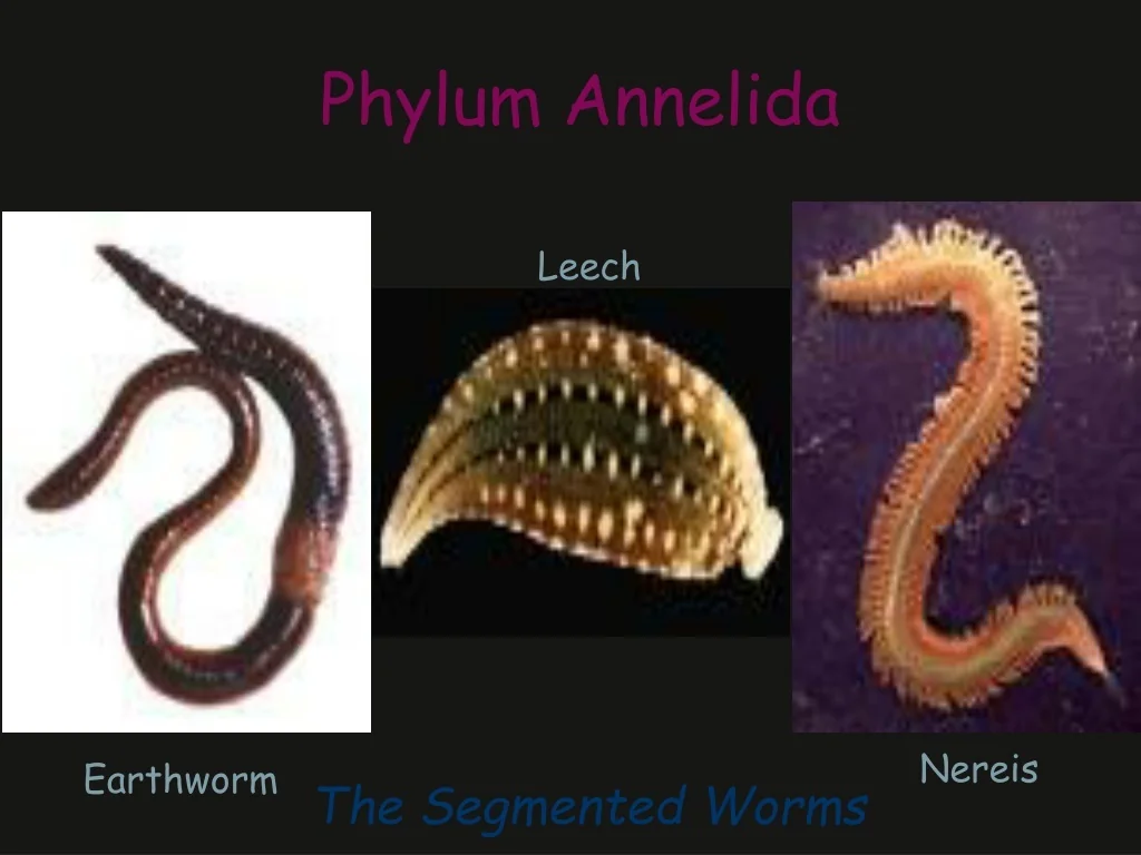 PPT - Phylum Annelida PowerPoint Presentation, free download - ID:9717646