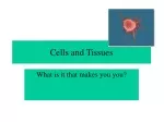 PPT - Cells and Tissues PowerPoint Presentation, free download - ID:9419912