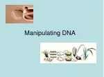 PPT - Manipulating DNA: tools and techniques PowerPoint Presentation ...