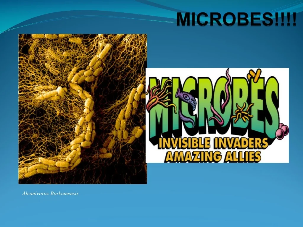 PPT - MICROBES!!!! PowerPoint Presentation, free download - ID:9720099