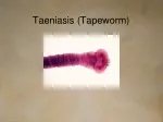 PPT - Tapeworm Infection PowerPoint Presentation, free download - ID:545006