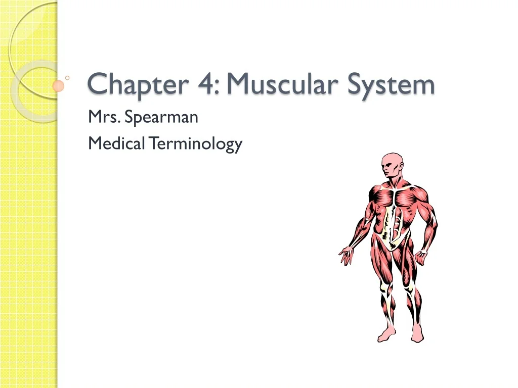 PPT - Chapter 4: Muscular System PowerPoint Presentation, free download ...