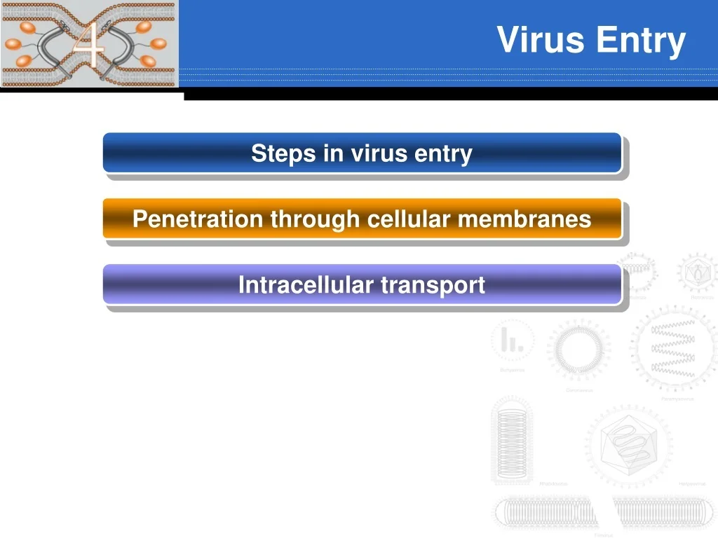 PPT - Virus Entry Mechanisms: Penetration and Intracellular Transport ...