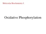 PPT - Chapter 18 Oxidative phosphorylation PowerPoint Presentation ...