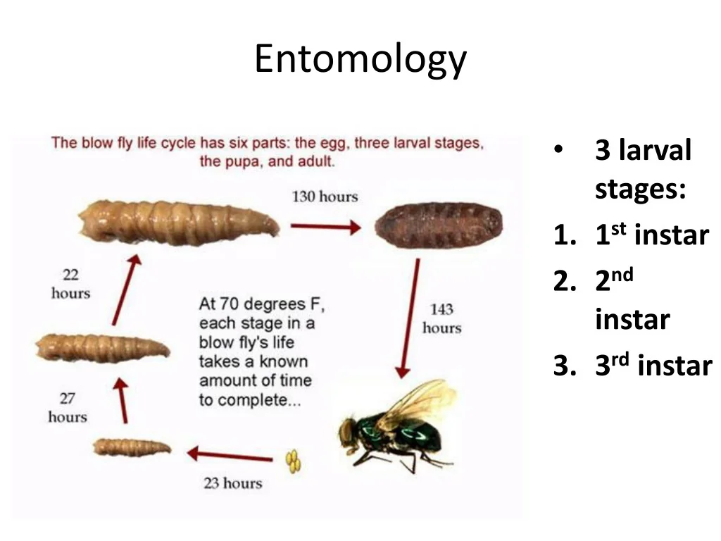 PPT - Entomology PowerPoint Presentation, free download - ID:9728446