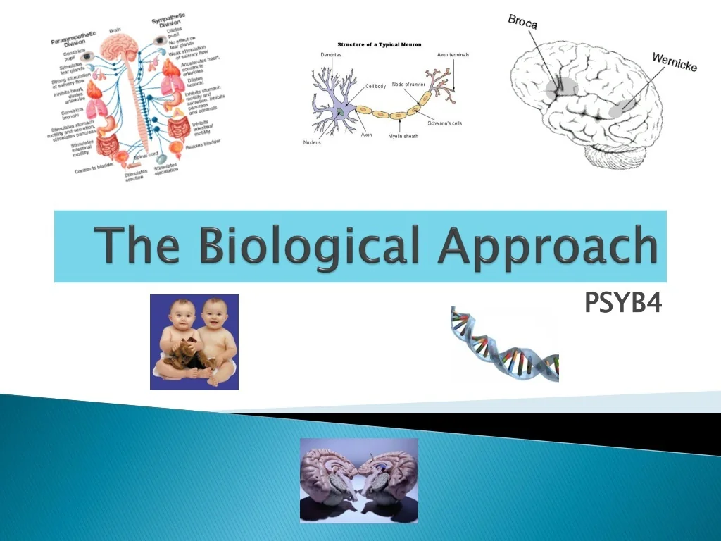 PPT - Unveiling the Biological Approach in Psychology PowerPoint ...