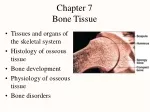 PPT - Chapter 7 Bone Tissue PowerPoint Presentation, free download - ID ...
