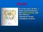 PPT - PELVIS MAYOR PowerPoint Presentation, free download - ID:6124907