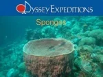PPT - Sponges PowerPoint Presentation, free download - ID:5489433